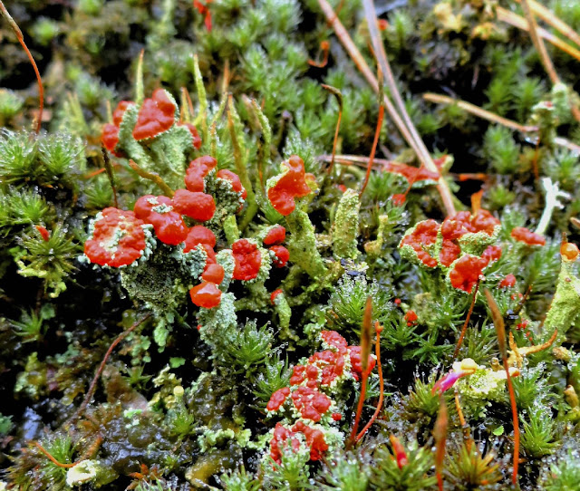 Weert en natuur: Korstmossen