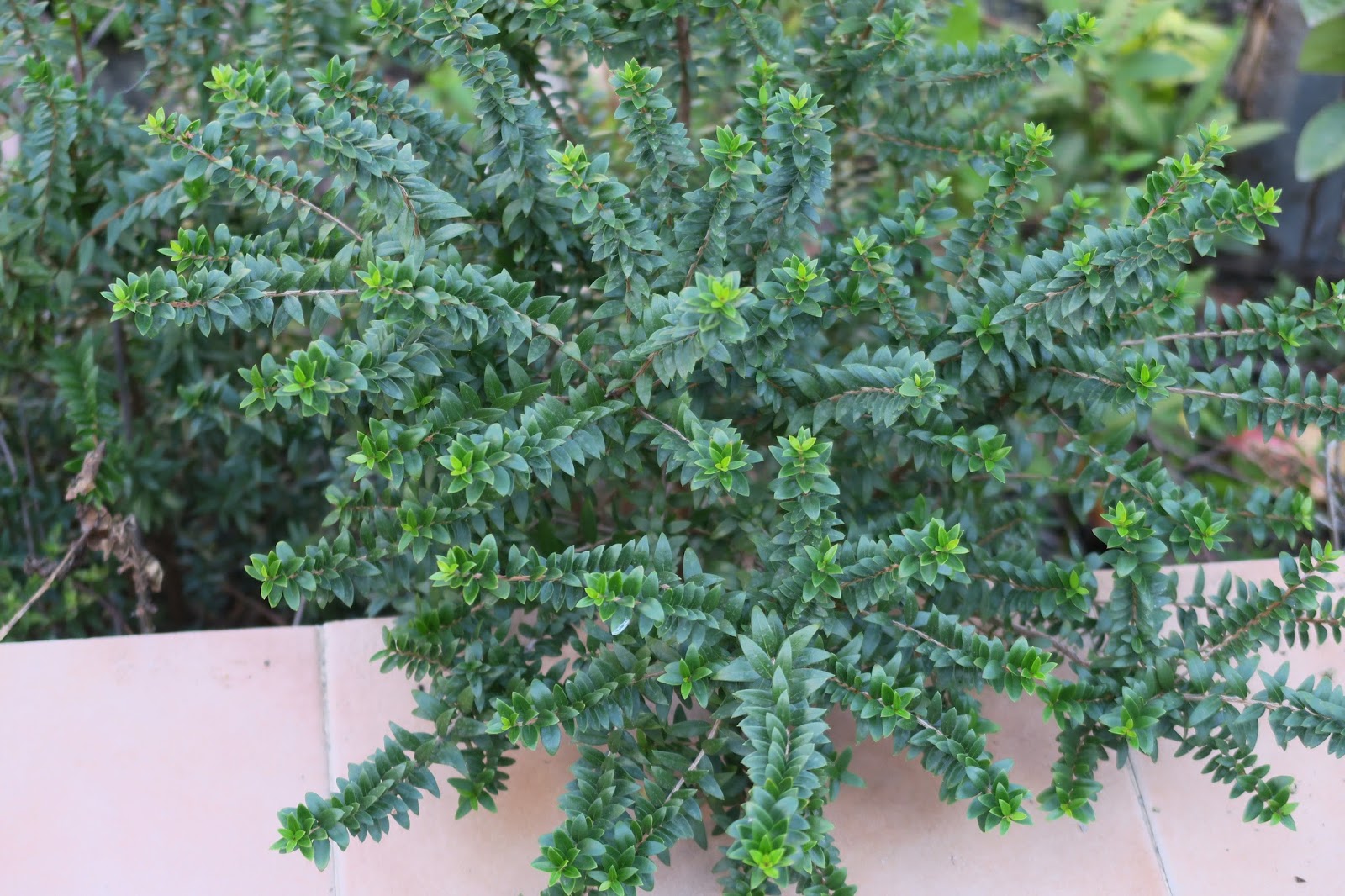 Un huerto en Fuerte del Rey: MIRTO