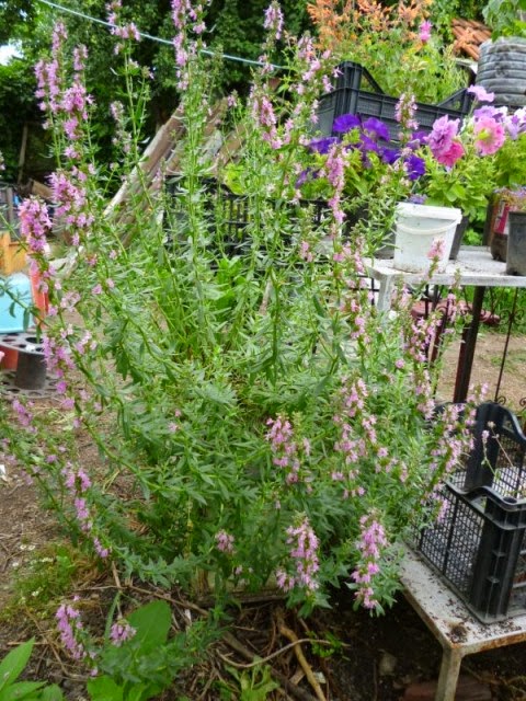 Seminte si plante de gradina hobby: Isop - Hyssopus officinale