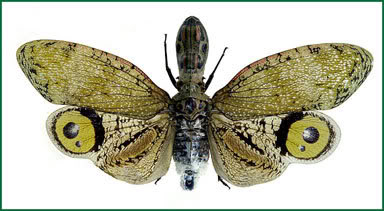 EN DONDE EL SEXO SE VUELVE OBLIGATORIO!!!: LA MACHACA