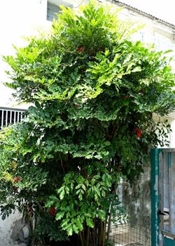 Léia-Verde (Leea coccinea) - Busca Plantas