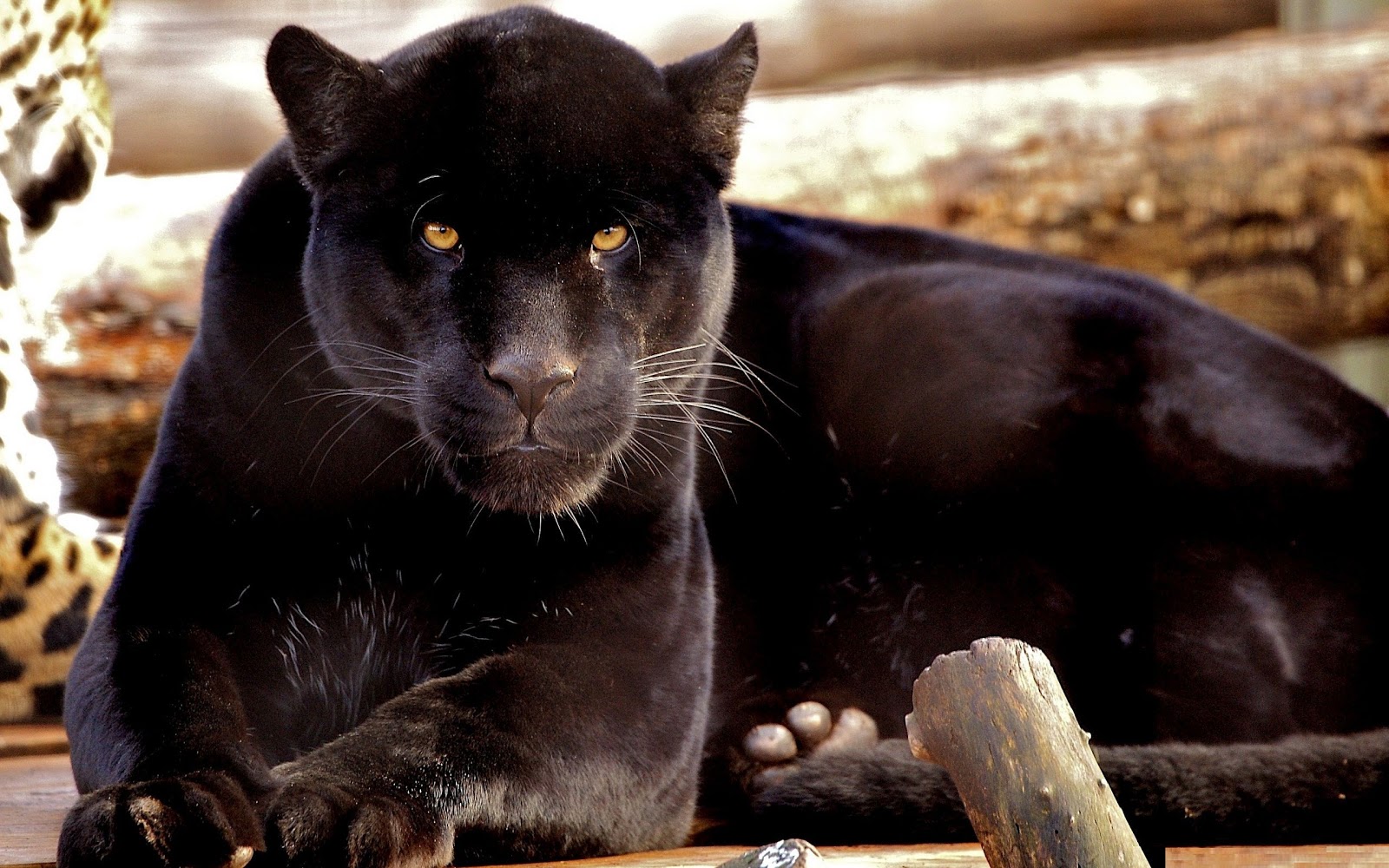 Panther - HD Wallpapers | Earth Blog