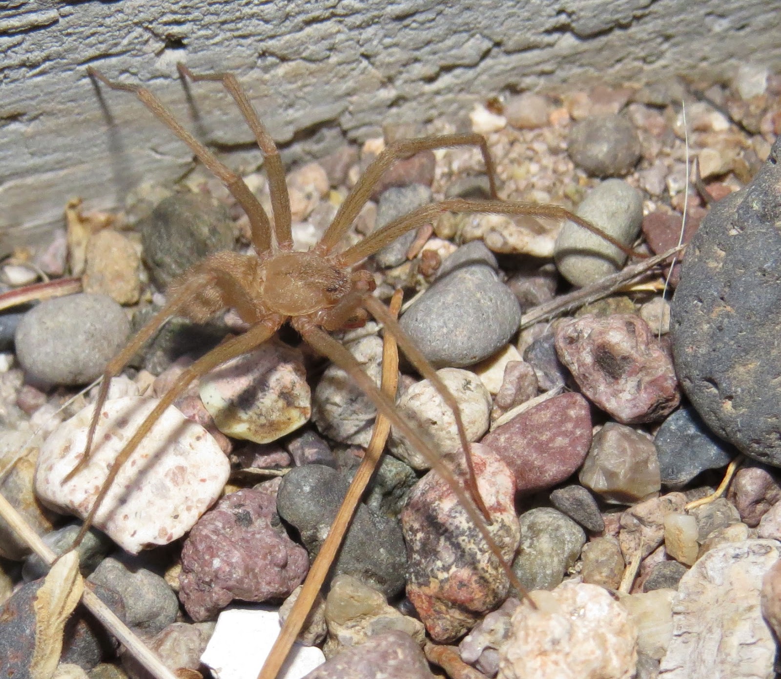 Bug Eric: New Mexico Dragonfly Blitz - Day 3