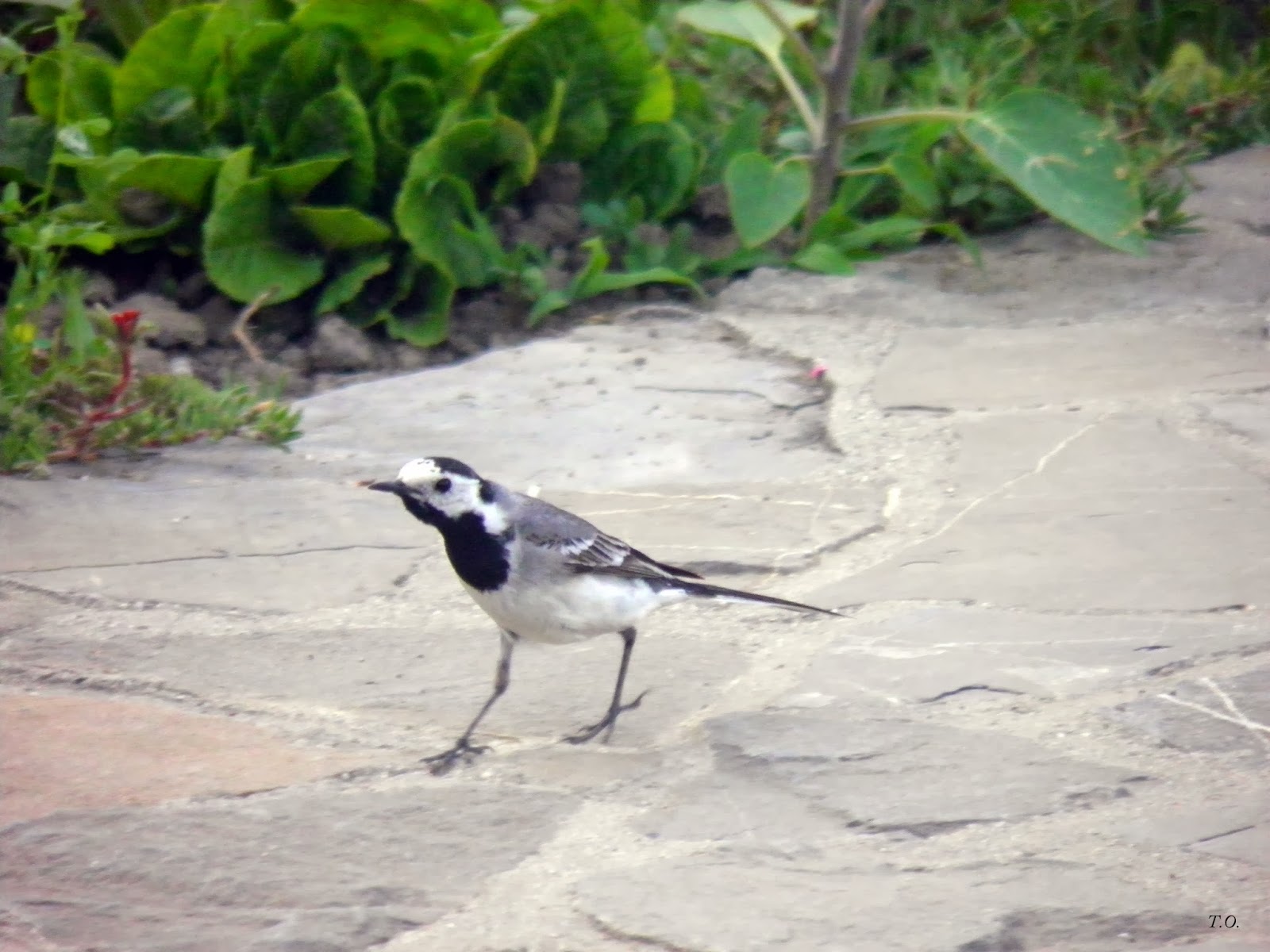 PASARI DIN ROMANIA: CODOBATURA ALBA, Motacilla alba