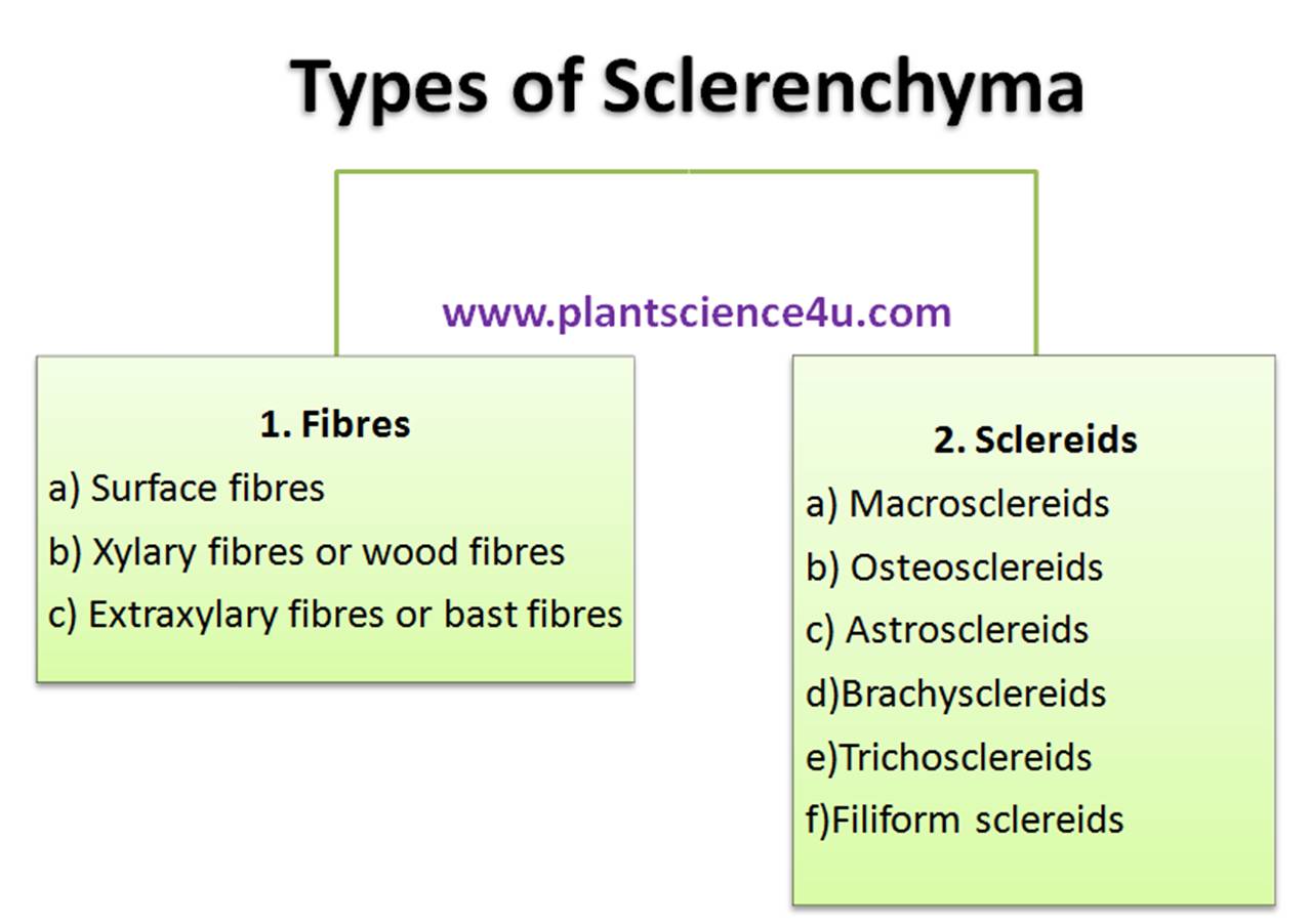 Different Types of Sclerenchyma -Fiberes and Sclereids and their Function