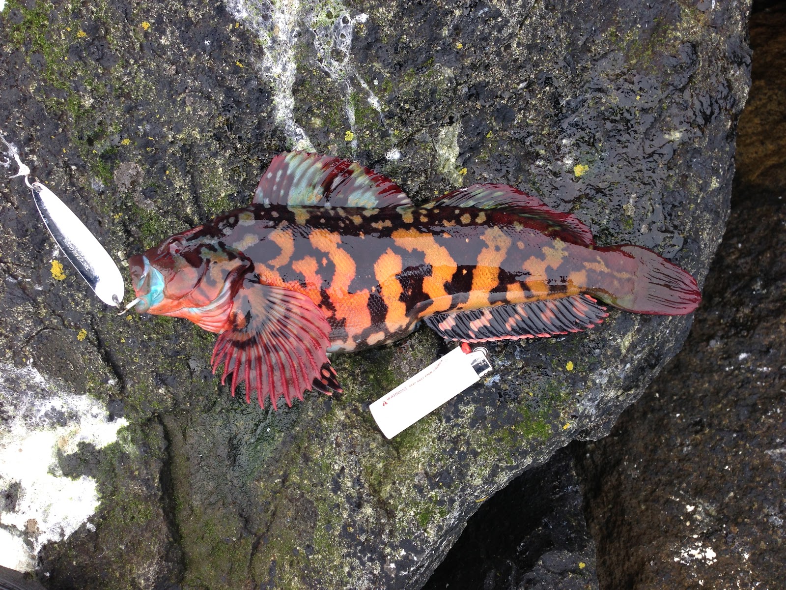 Rudy's Alaska Fishing Blogs: Adak, AK