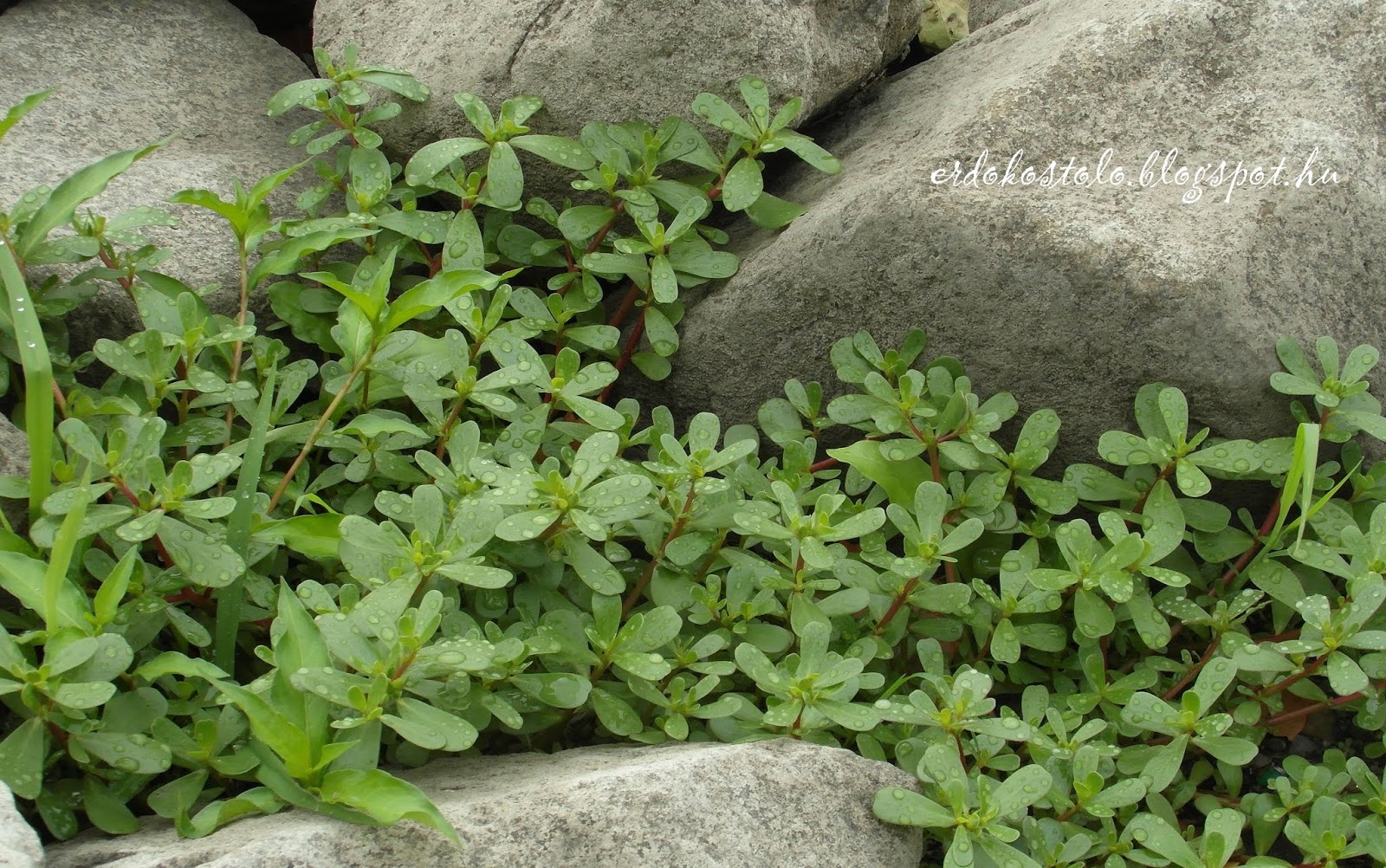 Kövér porcsin (Portulaca oleracea) az ehető gyom, de annál sokkal több ...