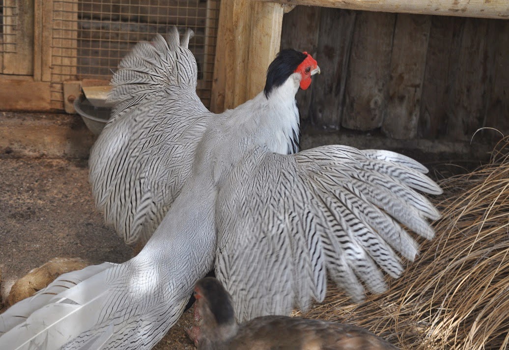 ZOOTOGRAFIANDO (6.100 ANIMALS): FAISÁN PLATEADO / SILVER PHEASANT ...