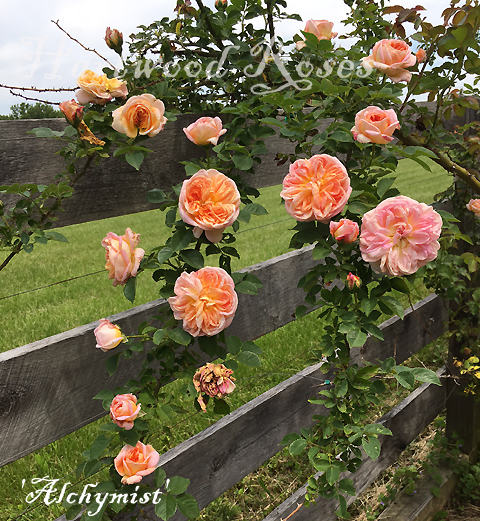 Hartwood Roses: Rose Overload!
