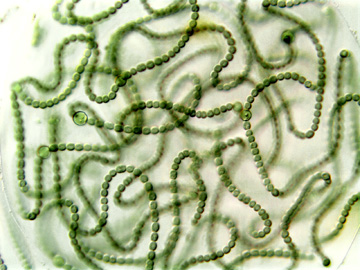 www.scienceexamtopic.com: Information of Nostoc alagae