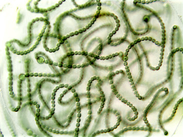 www.scienceexamtopic.com: Information of Nostoc alagae