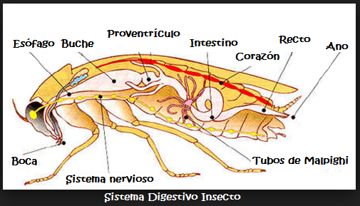 Digestión intracelular y extracelular - Banco de Preguntas de Biología