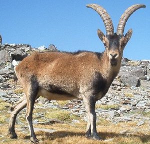 Going Extinct: Pyrenean Ibex & Bubal Hartebeest