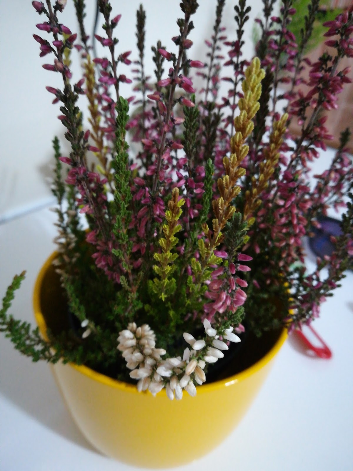 Erica&Funda Çiçegi Bitkisi Yetistiriciligi ve Bakımı