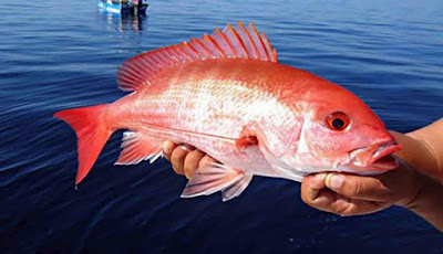 Fresh Red Snapper, Buy Red Snapper, Red Snapper Facts, Pacific Red ...