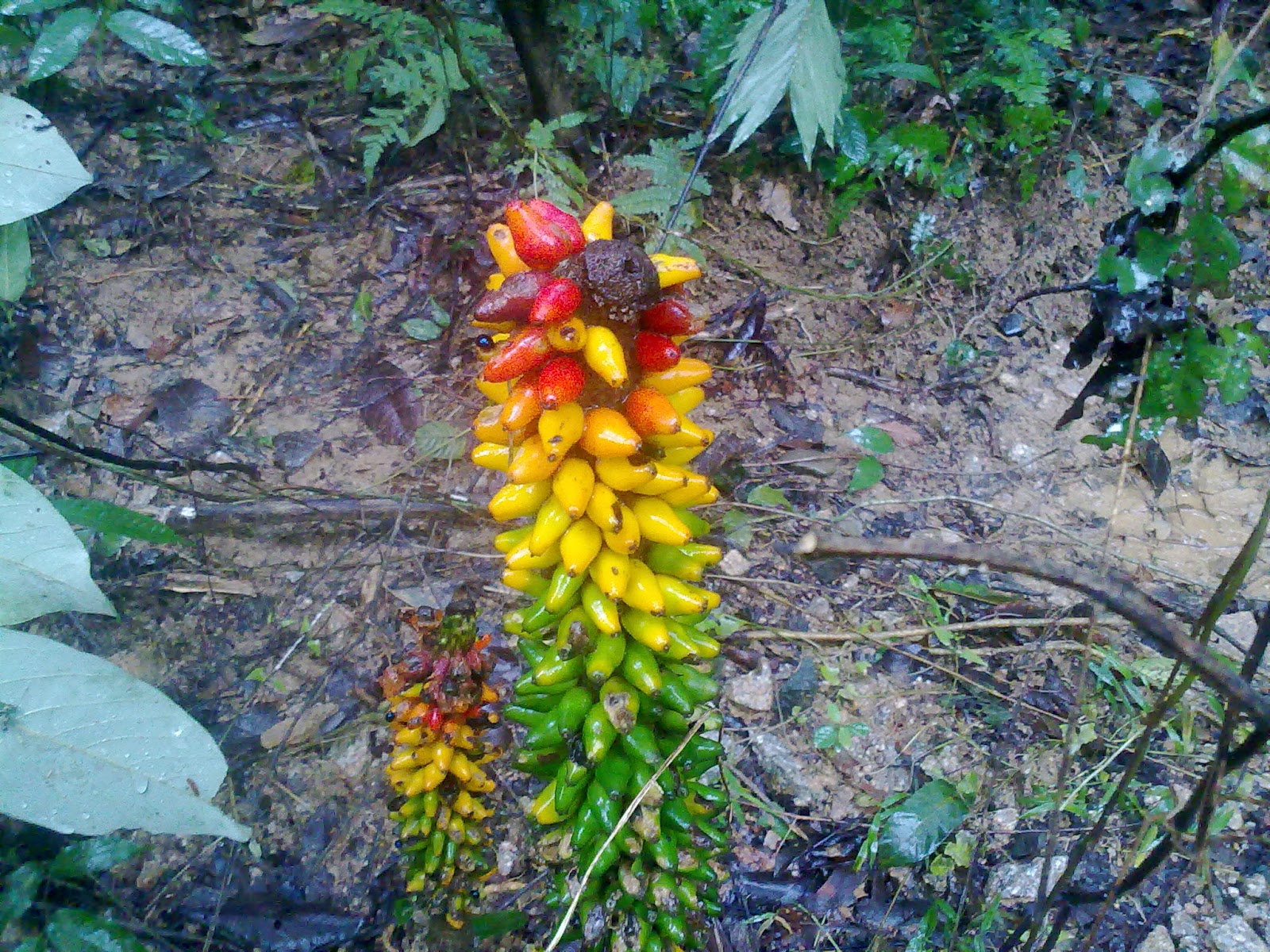 Azram Sulong: Buah Lekir