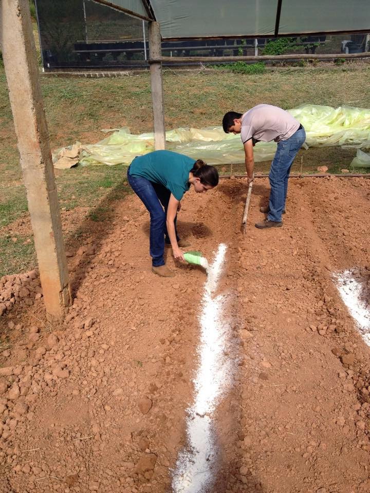 Preparo de solo, calagem e adubação. ~ Cultivo de Tomate: passo a passo