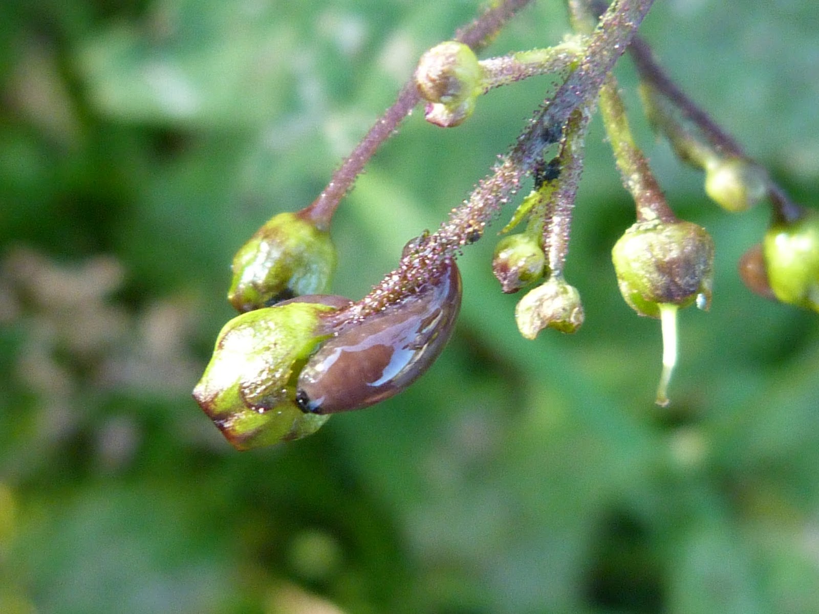 Insects of Scotland: Bees/Wasps/Ichneumons/Sawflies/Ants