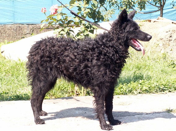 Psi i Vrste Pasa: Vrste i Karakteristike Pasa