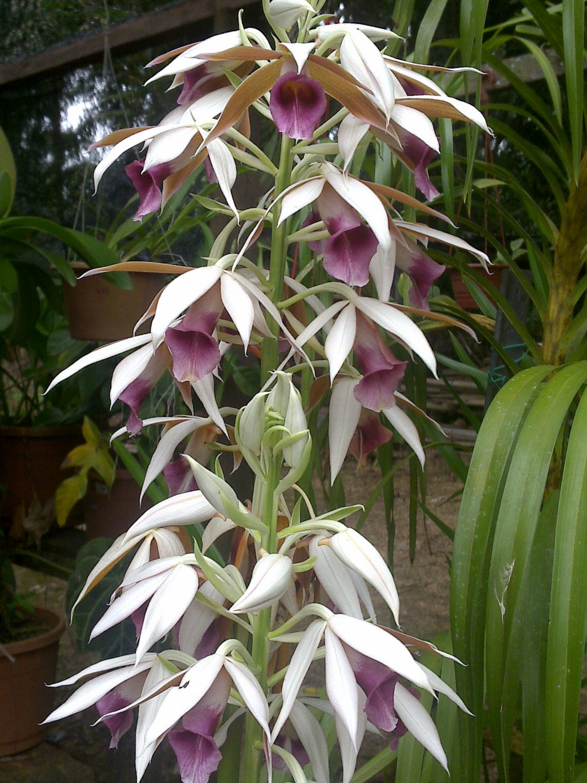 orkid liar : orkid kegemaranku