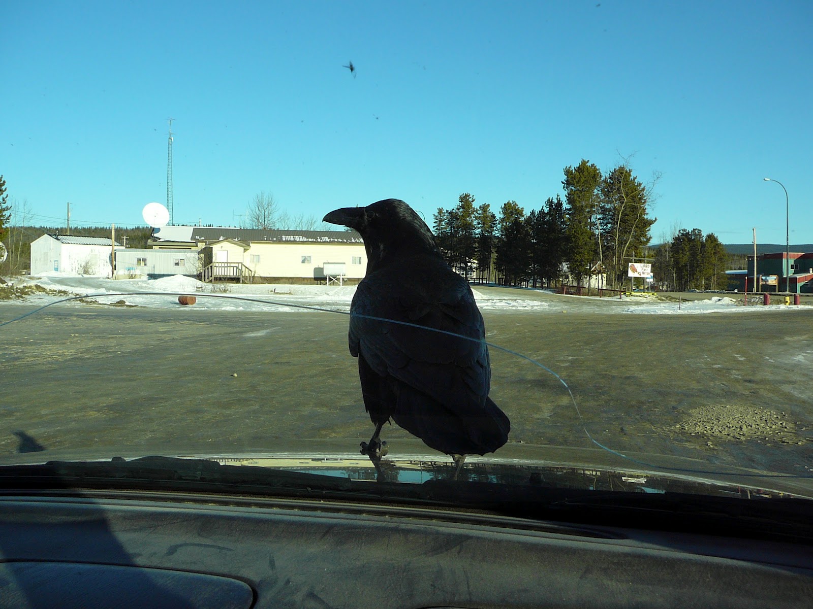 Susan Drury: Raven Antics