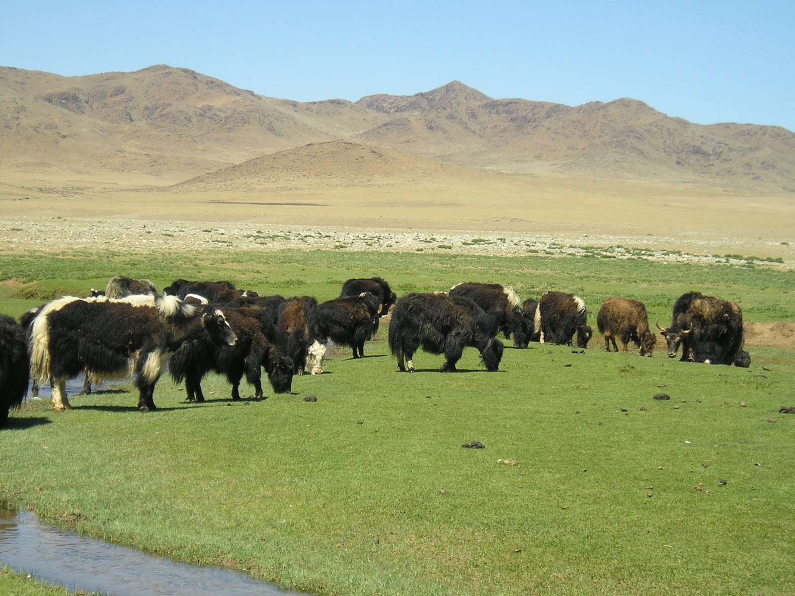 Bankhars For Mongolia: Mongolia