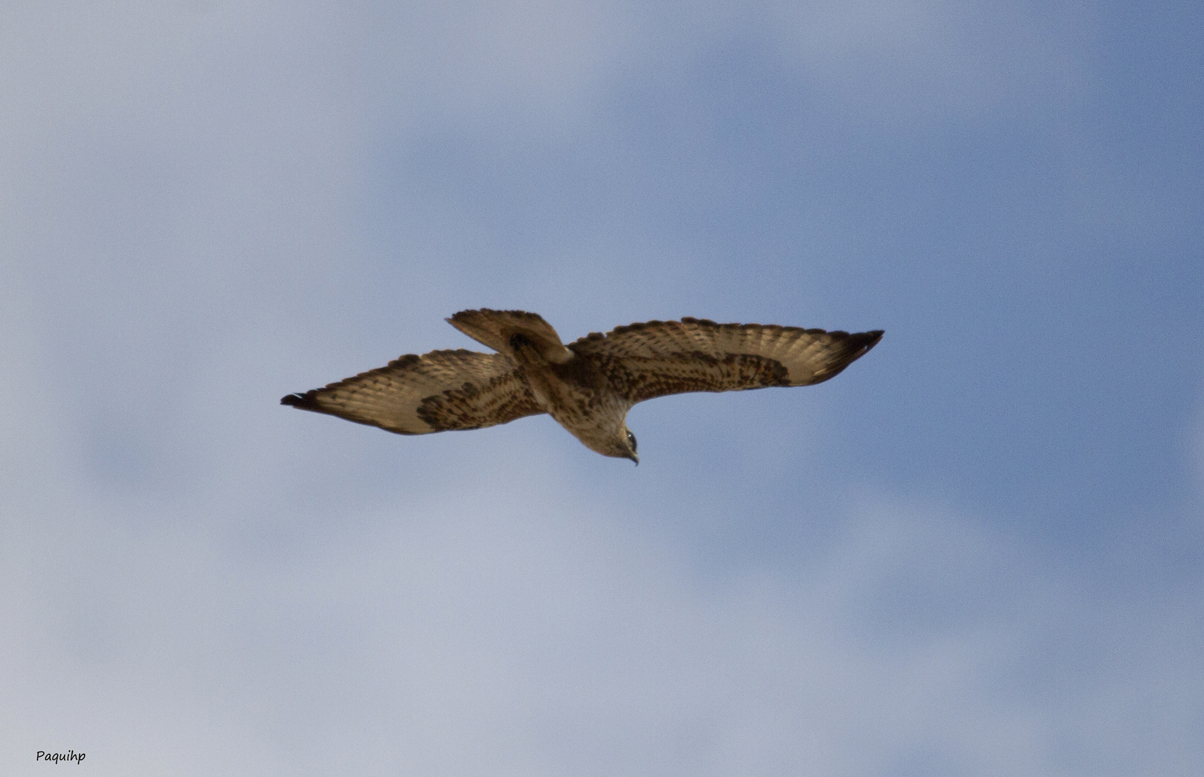 Paqui.blog de naturaleza: RATONERO COMÚN. Busardo Ratonero. Aguililla