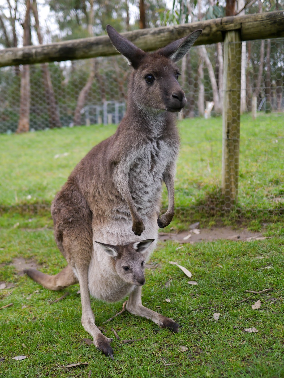 Little Hiccups: Cleland Wildlife Park