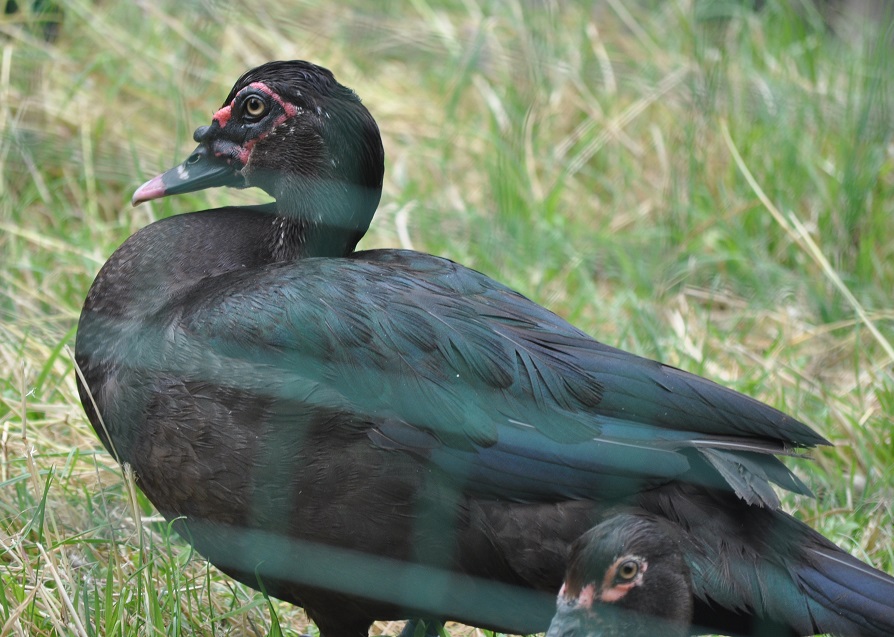 ZOOTOGRAFIANDO (6.100 ANIMALS): PATO REAL / MUSCOVY DUCK (Cairina moschata)