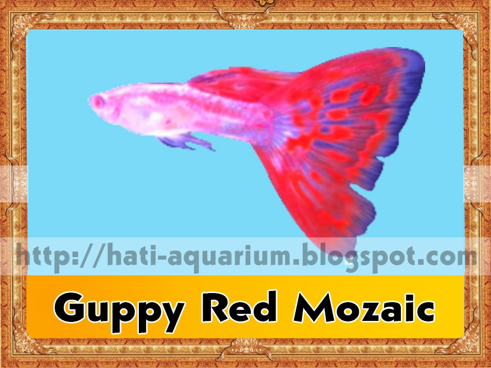 13 Jenis Ikan Hias Guppy | Hati Aquarium
