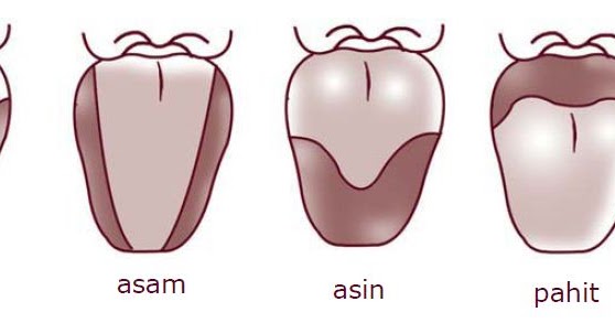 Bagian-Bagian Lidan Dan Hidung Beserta Fungsinya Sebagai Indra Lidah ...