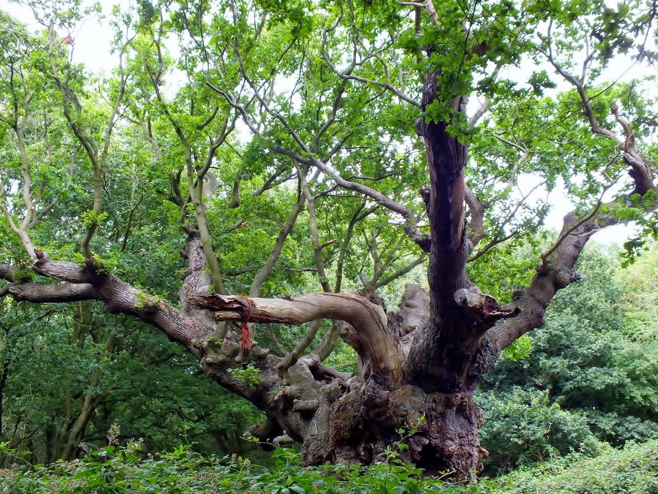 Buckle's Wood: Old Knobbley-- a special tree!
