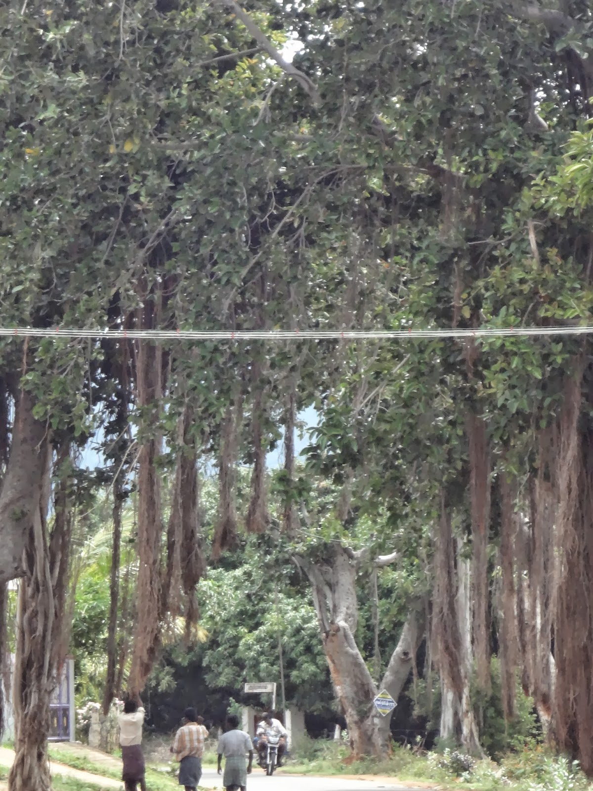 Thiruthal: Remembering the fallen banyan tree at Courtallam - Tenkasi ...