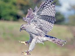 London Calling: H IS FOR HAWK by Helen Macdonald (A REVIEW)