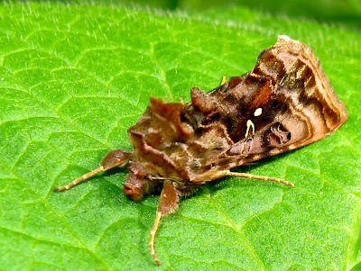 Sommerfuglbloggen - Nordic Butterflies: Gammafly - Autographa gamma