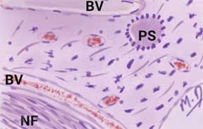 Oral Pathology India: ORAL HISTOLOGY- PULP