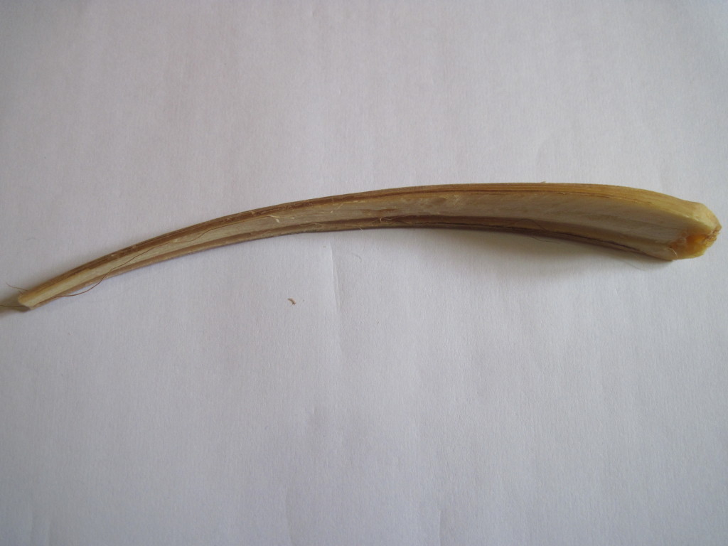 white monks at sri lanka: Thal ala mit Hakuru