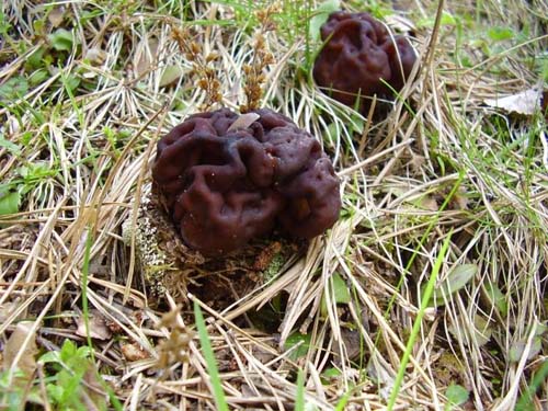 Poemas y más: Múrgula (Morchella)