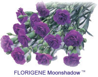 Dowd's Flower Shop: Moon Series Carnations