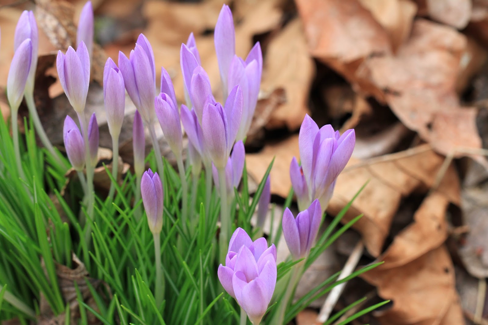 TravelMarx: Bus Stop Biosphere IV