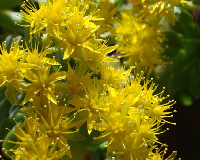 Giardinaggio in Terrazzo : Sedum palmeri