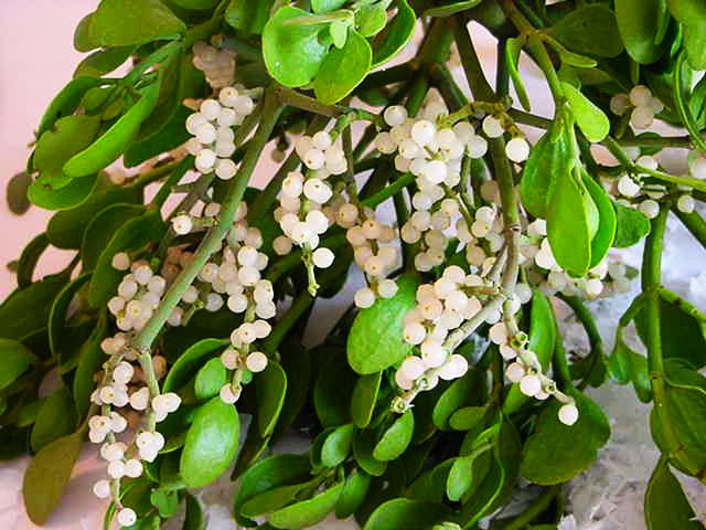 The Herb Hound: MISTLETOE