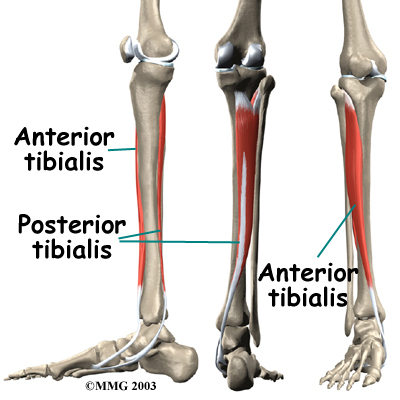 A guide to anatomical terms of location and movement for the runner ...
