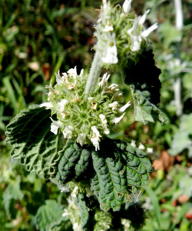 Mi herbario particular: MARRUBIO BLANCO (Marrubium vulgare)
