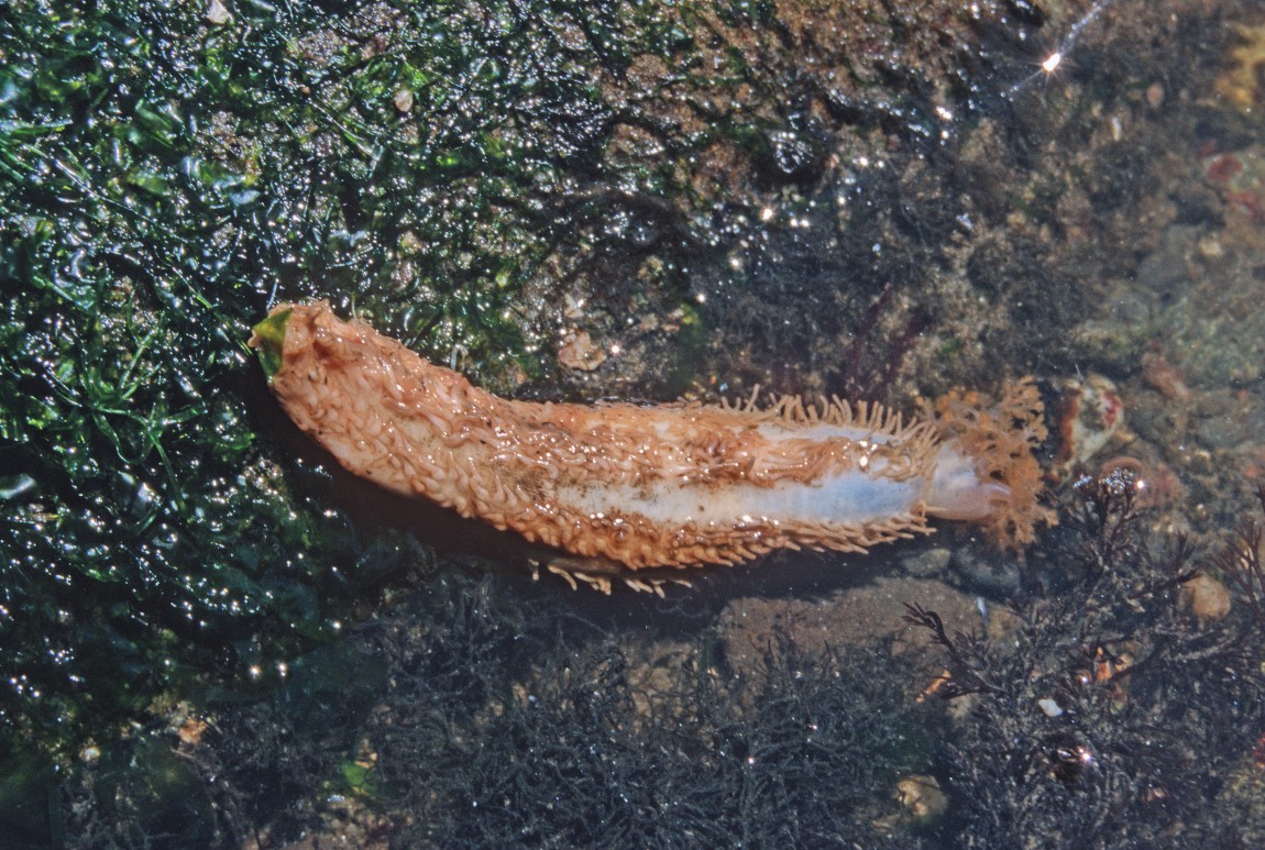 Salish Sea News and Weather: November 2017