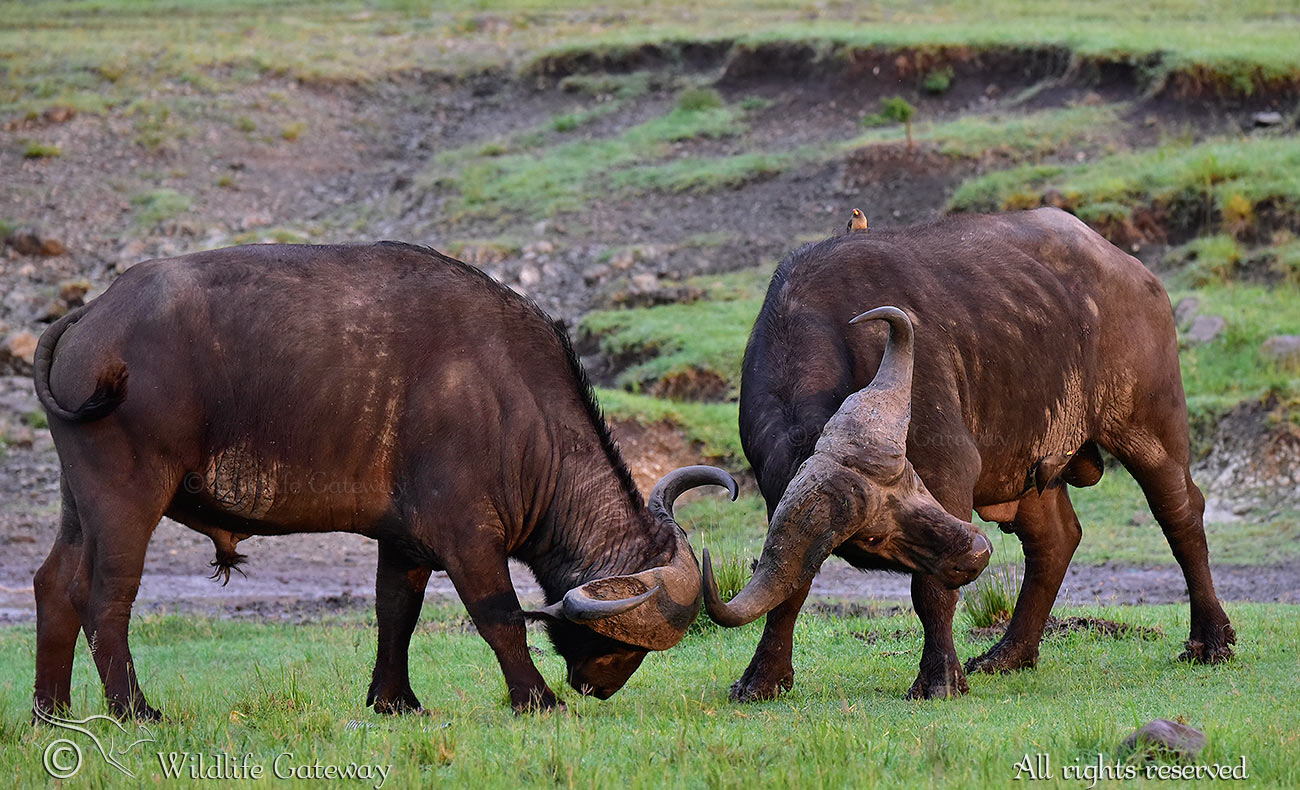 WILDLIFE GATEWAY: Buffle d'Afrique