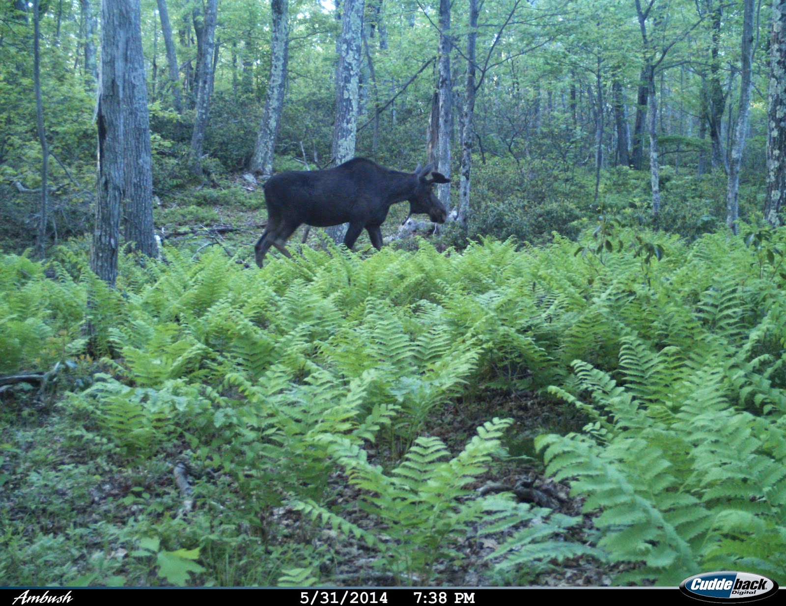 On the Land: Wildlife Camera update - When "Mooses" Come Walking!