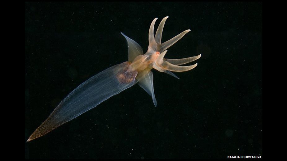 La Roca Roja: Ángel Marino