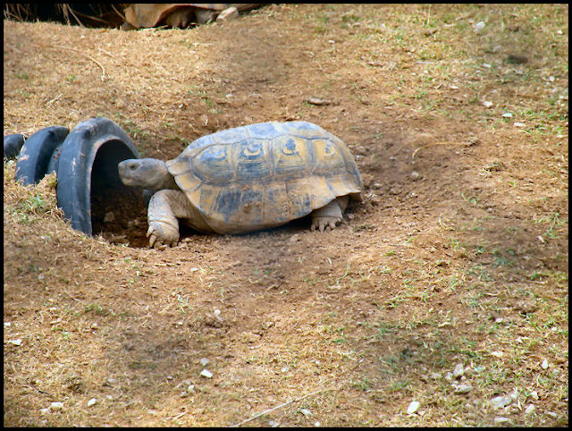 Van Tripping the USA: Bolson Tortoise