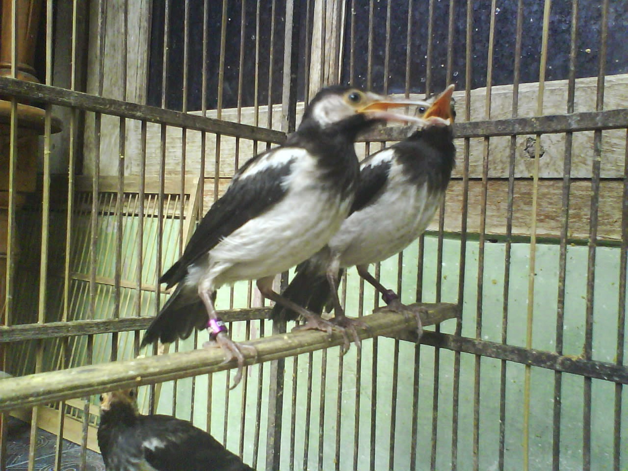 BERJALAK: PERSIAPAN MENANGKAR BURUNG JALAK SUREN